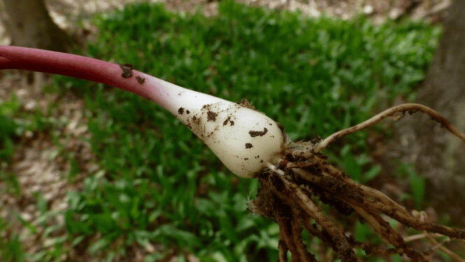 Monongahela National Forest Prepares For Ramp Collecting Season - West ...