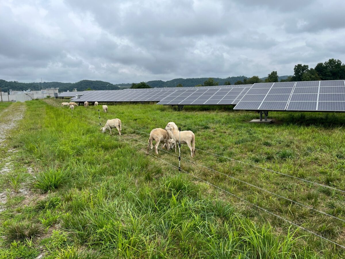 These Sheep Have A Green Job: Eating The Grass At Toyota's Solar Farm ...