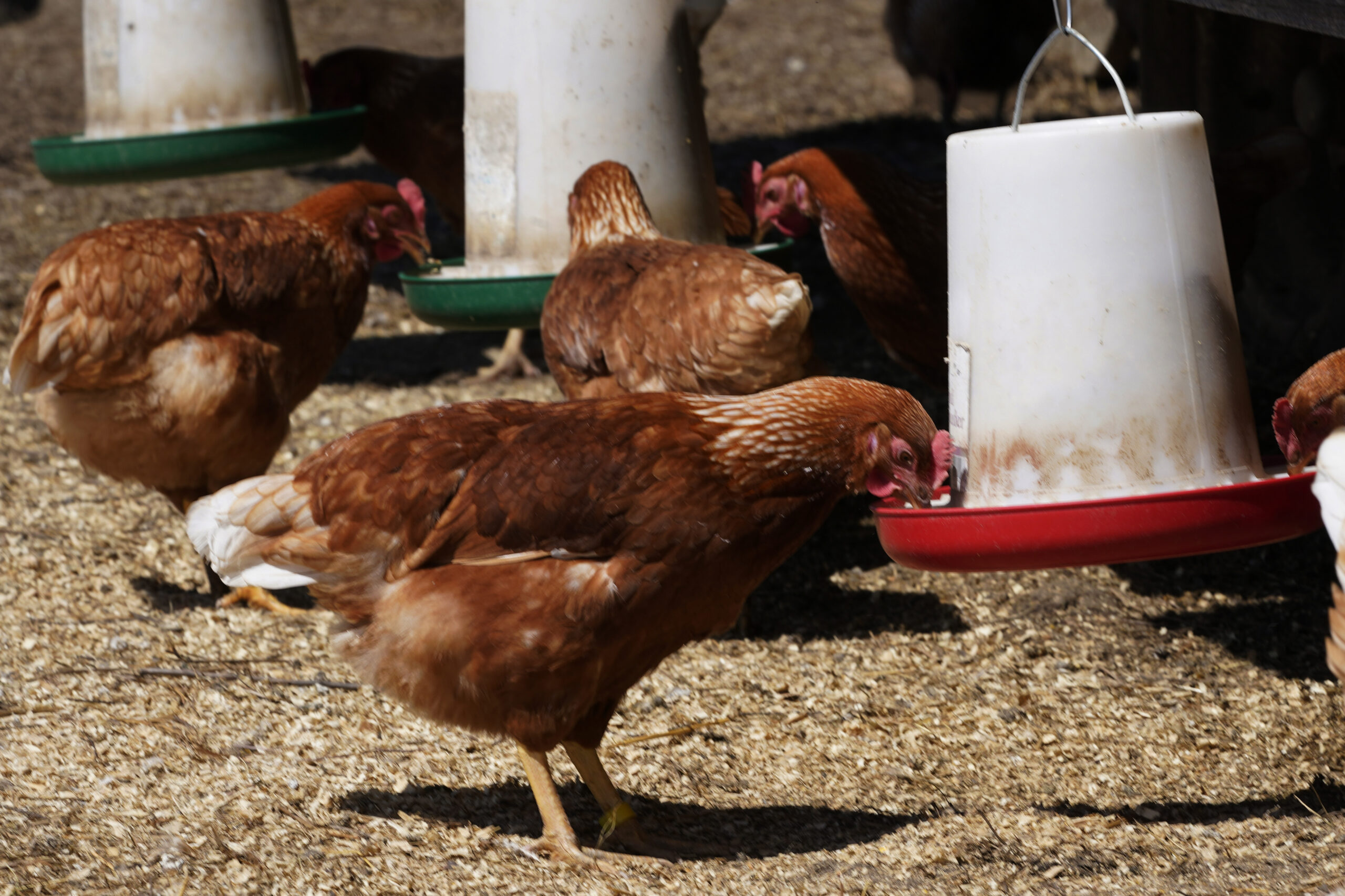 Avian Flu Case Confirmed In Kanawha County - West Virginia Public ...